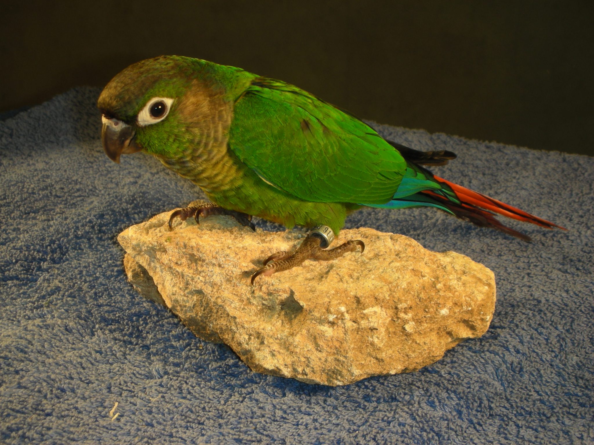 Exotic Bird Registry – American Federation of Aviculture