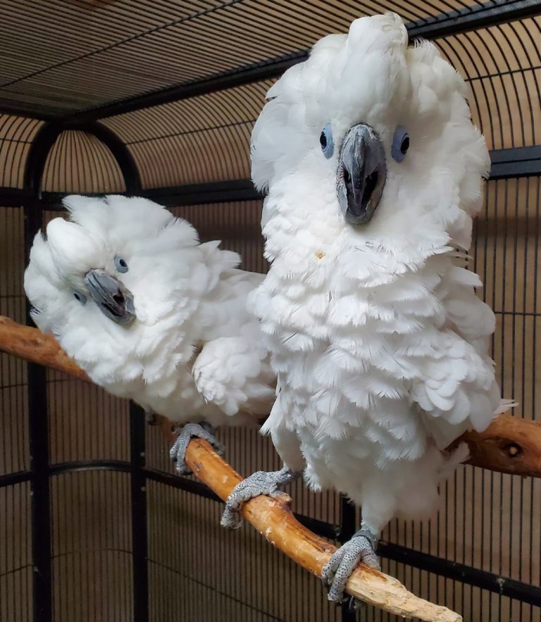 Exotic Bird Registry – American Federation of Aviculture