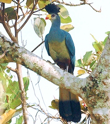 Great Blue Turaco Care Manual – American Federation of Aviculture